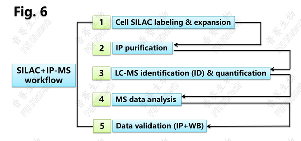 SILAC+IP-MS：普赛生物蛋白质互作/后修饰完整解决方案（三） - 企业动态 - 丁香通